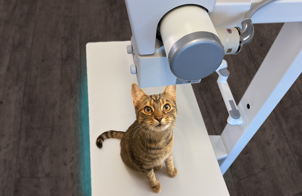 Stationary digital X-ray system for small animal medicine