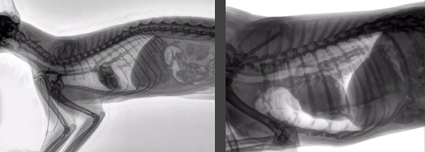 Veterinary digital radiography cdr dicom - mozpuppy